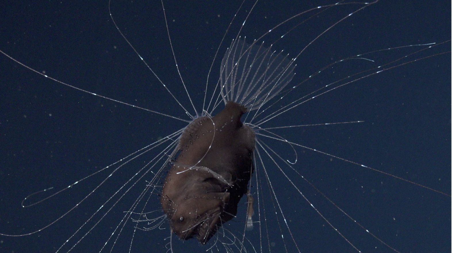 Anglerfish and Their Weird Mating Habits » Explorersweb