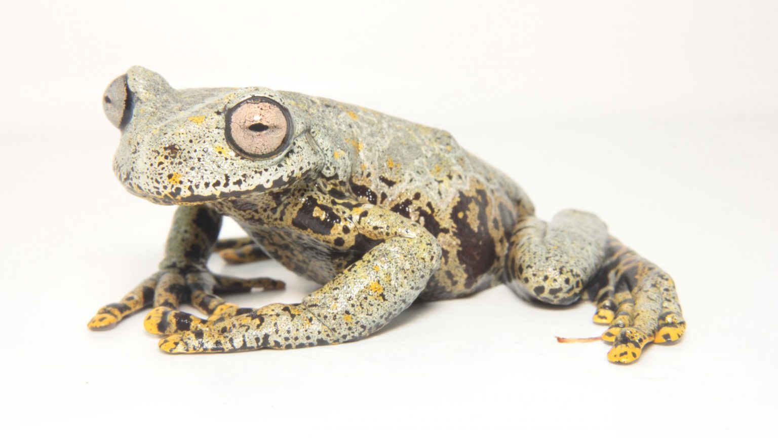 Frogo Baggins: Scientists Name New Amphibian After J.R.R. Tolkien ...