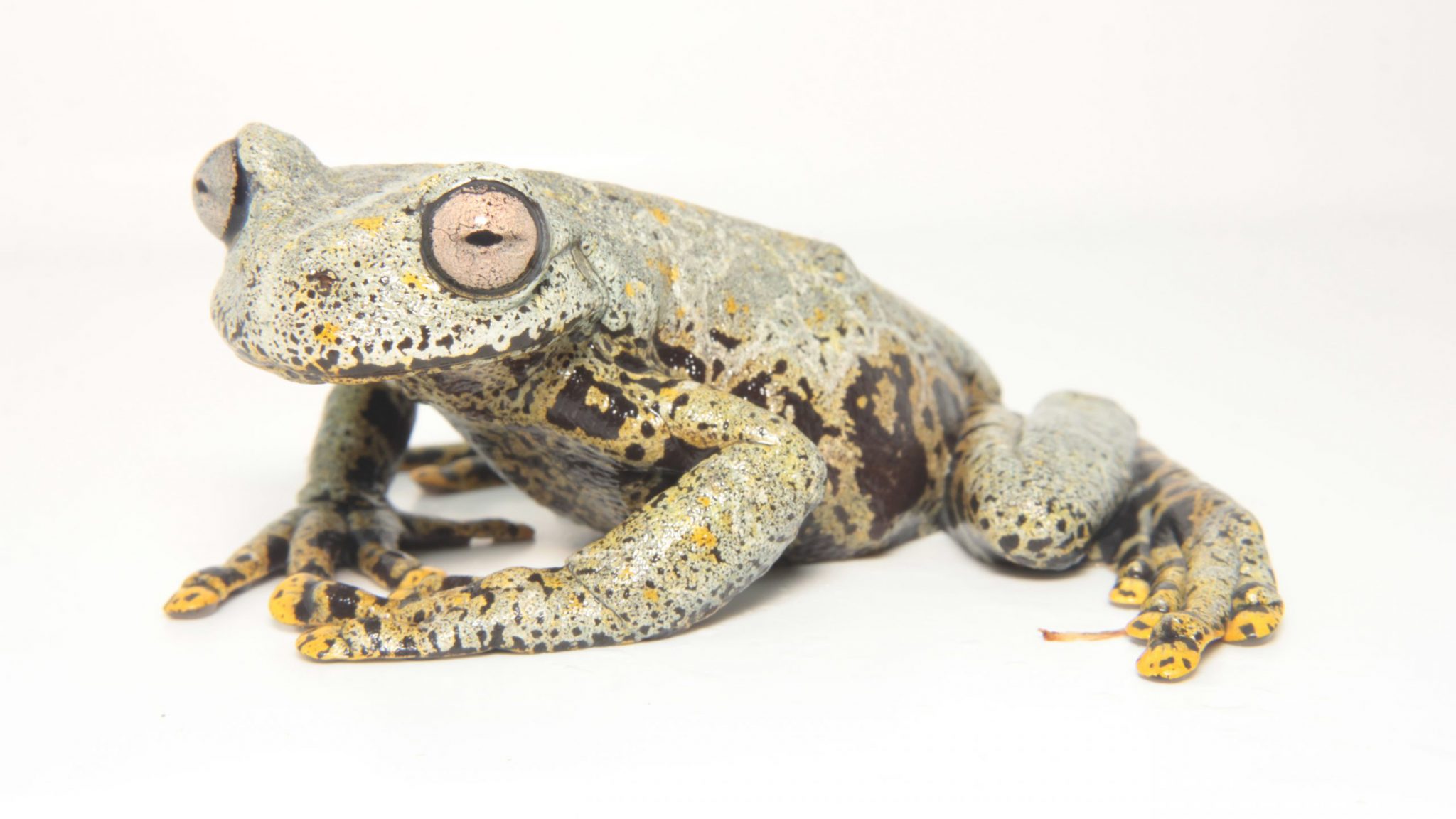 Frogo Baggins: Scientists Name New Amphibian After J.R.R. Tolkien ...