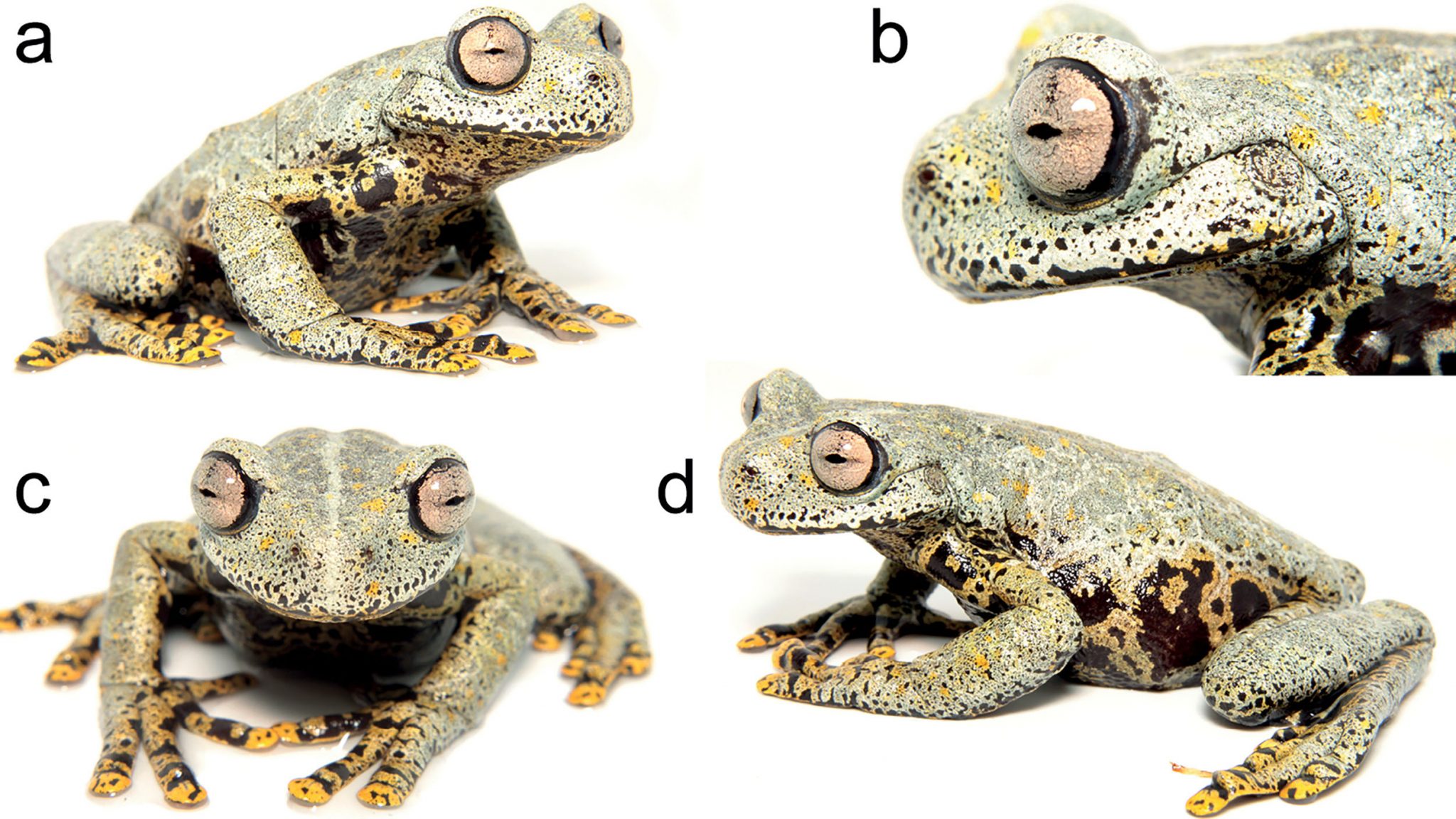 Frogo Baggins: Scientists Name New Amphibian After J.R.R. Tolkien ...