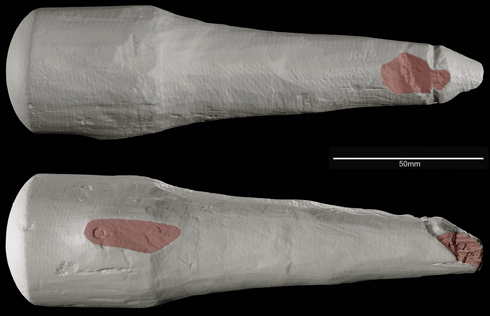 Dildo, Pestle, or Torture Tool? Historians Ponder Uses Of Ancient Roman ...