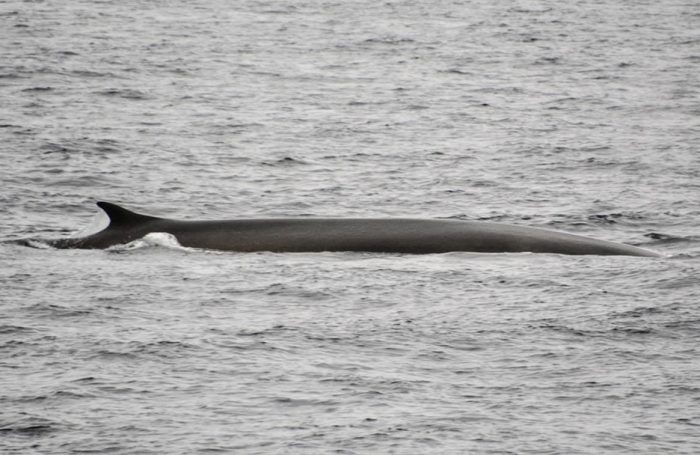 'Beyond Belief': Massive Fin Whale Pod Sighting Prompts Fishing ...