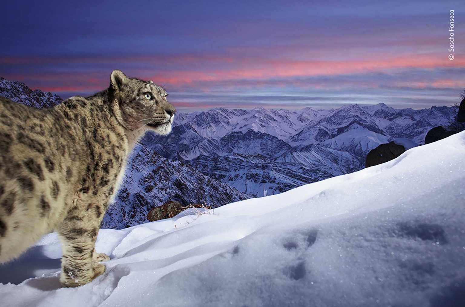 'It's Their Eyes': Intimate Snow Leopard Pic Wins Wildlife Photo ...