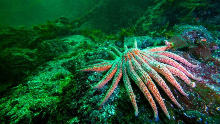 This Multi-Colored, Multi-Limbed Creature Could Save The Pacific Coast ...