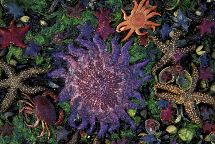 This Multi-Colored, Multi-Limbed Creature Could Save The Pacific Coast ...