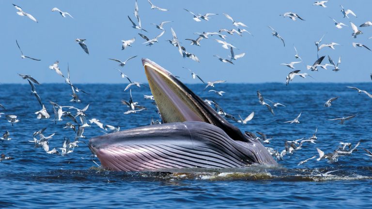 Four Rescued After Whale Sinks Sailboat in Mid-Pacific » Explorersweb