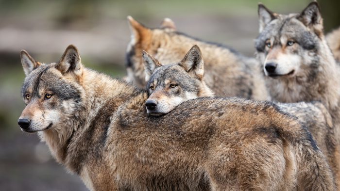 Dispelling The Enduring Myth of Wolf Pack Pecking Order » Explorersweb