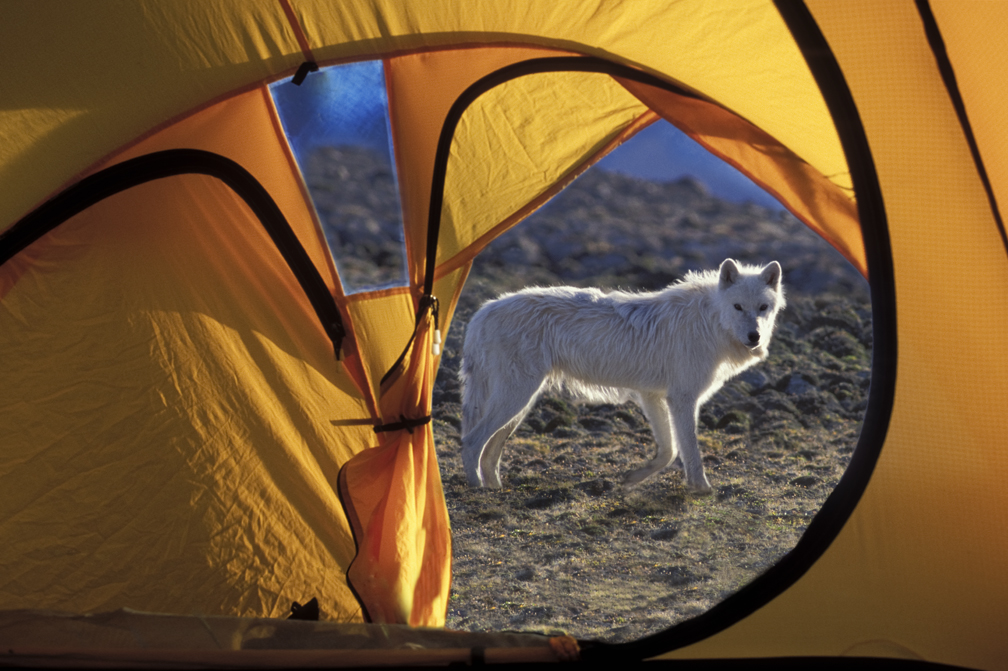 Dispelling The Enduring Myth of Wolf Pack Pecking Order » Explorersweb