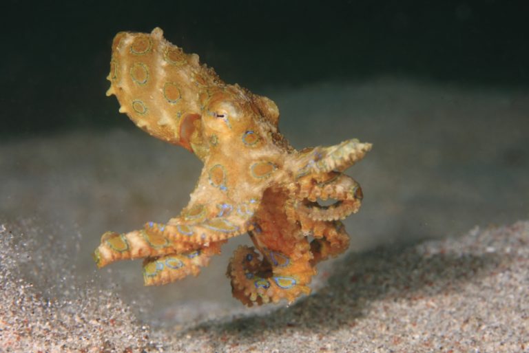 Woman Bitten By Deadly Blue-Ringed Octopus Will Survive » Explorersweb