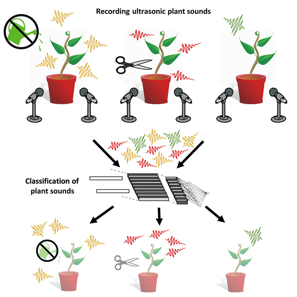 Plants 'Cry' When Stressed, New Study Says » Explorersweb