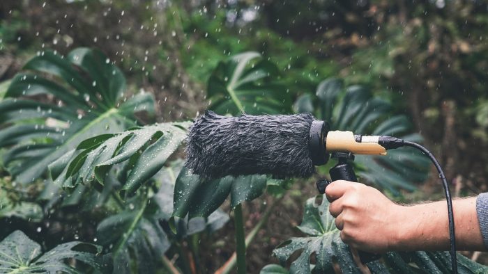 Plants 'Cry' When Stressed, New Study Says » Explorersweb