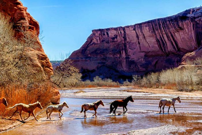 Horses Transformed Native American Life Earlier Than Thought, Study ...