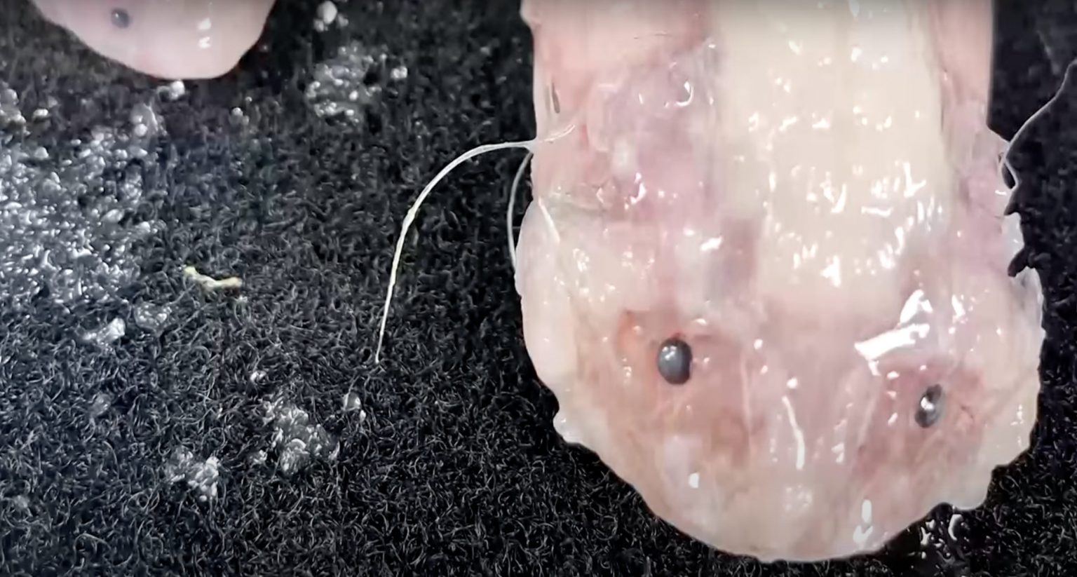 Camera Catches Deepest Fish Ever Off Coast of Japan » Explorersweb