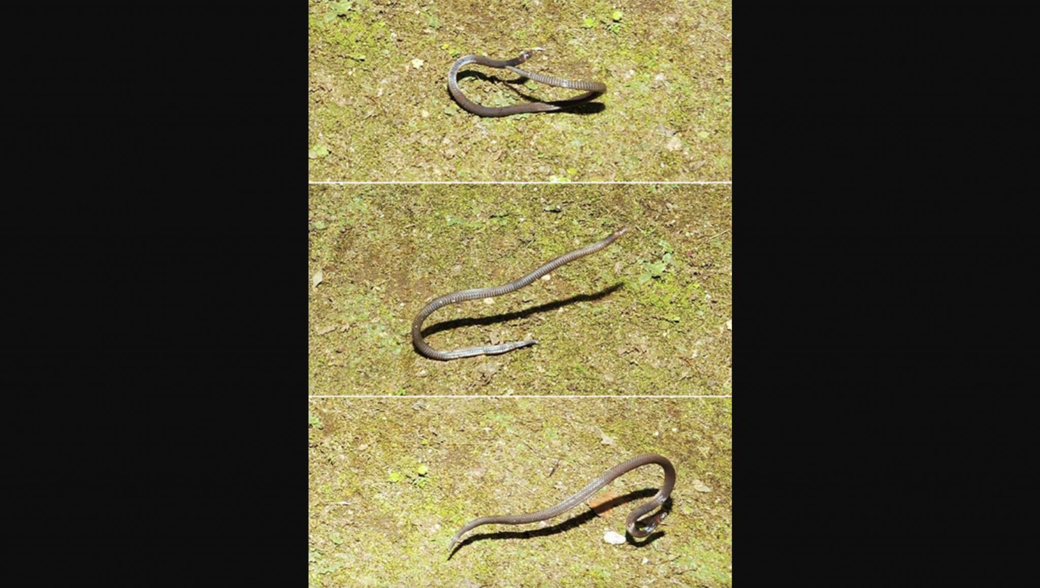 Small Snakes Can Cartwheel Away From Predators » Explorersweb