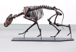 From Westeros to the Far North: New Study Expands Dire Wolf's Range ...