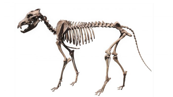 From Westeros to the Far North: New Study Expands Dire Wolf's Range ...