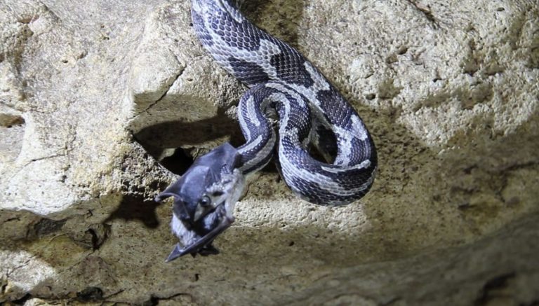 Natural Wonders: Cave of Hanging Snakes » Explorersweb