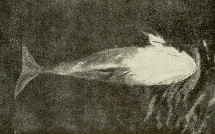 Pelorus Jack, the Dolphin That Guided Ships Through a Dangerous Strait ...