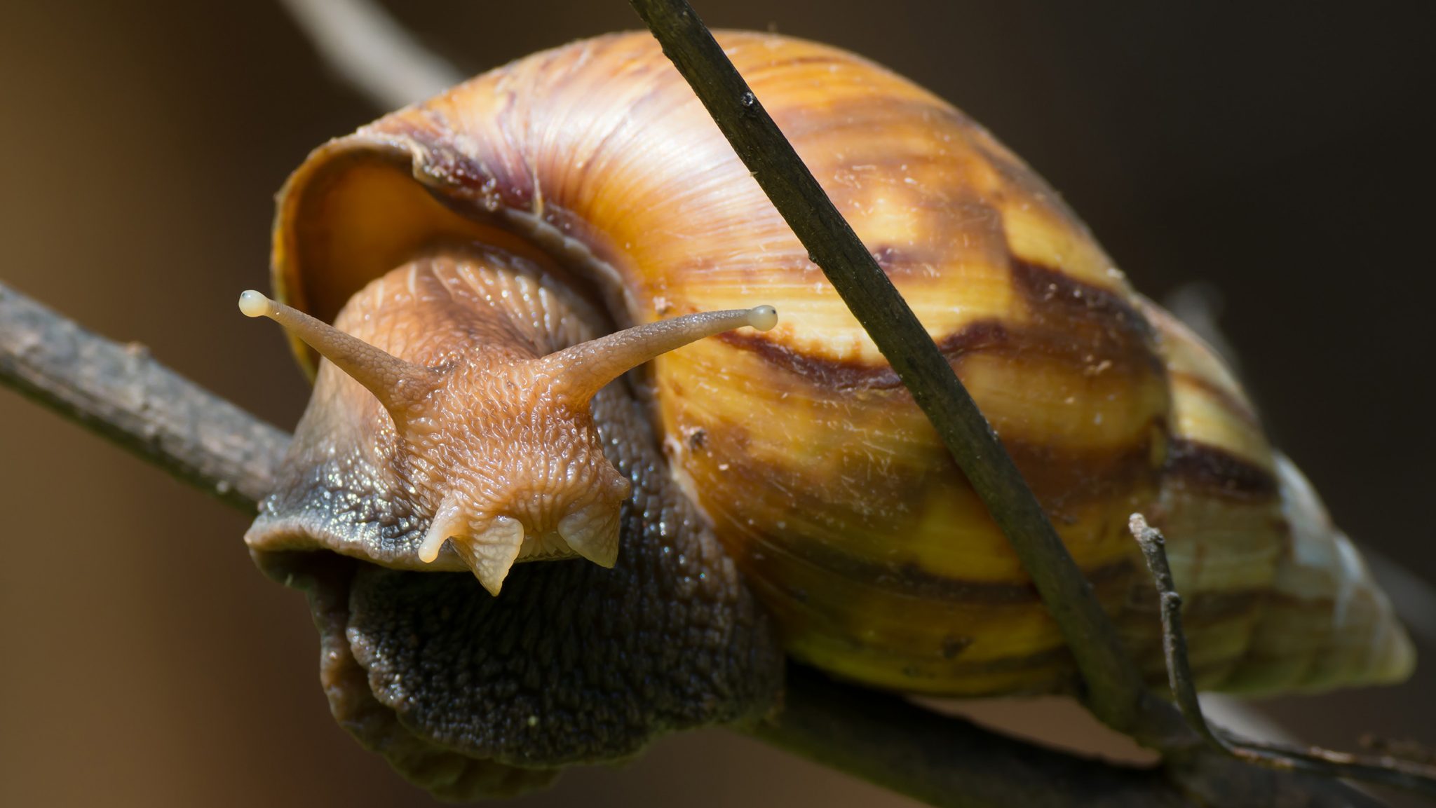 170,000 Years Ago, Early Humans Were Eating Giant Snails » Explorersweb