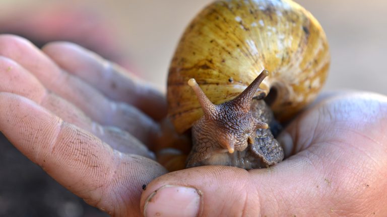 170,000 Years Ago, Early Humans Were Eating Giant Snails » Explorersweb