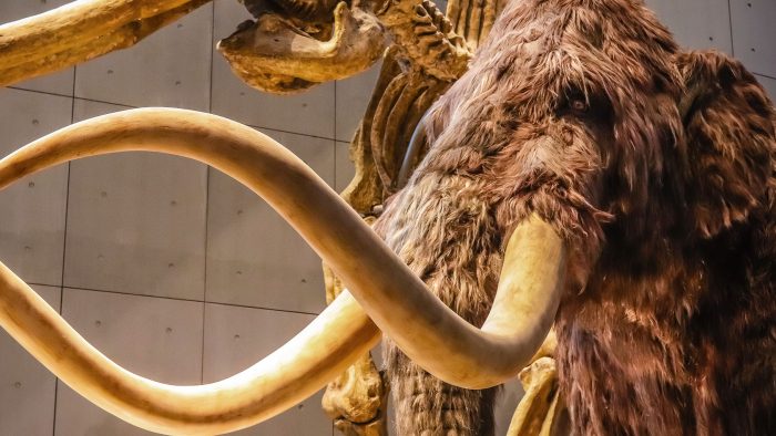 Breakthrough Draws 'De-Extinction' of Mammoth Nearer » Explorersweb