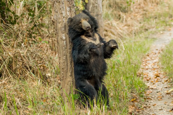 Why Bears Are Even Smarter Than We Thought » Explorersweb