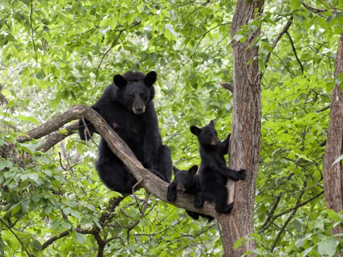 Why Bears Are Even Smarter Than We Thought » Explorersweb