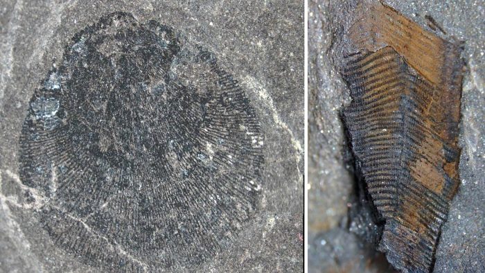 Couple Finds World-Class Fossil Trove in Welsh Field » Explorersweb