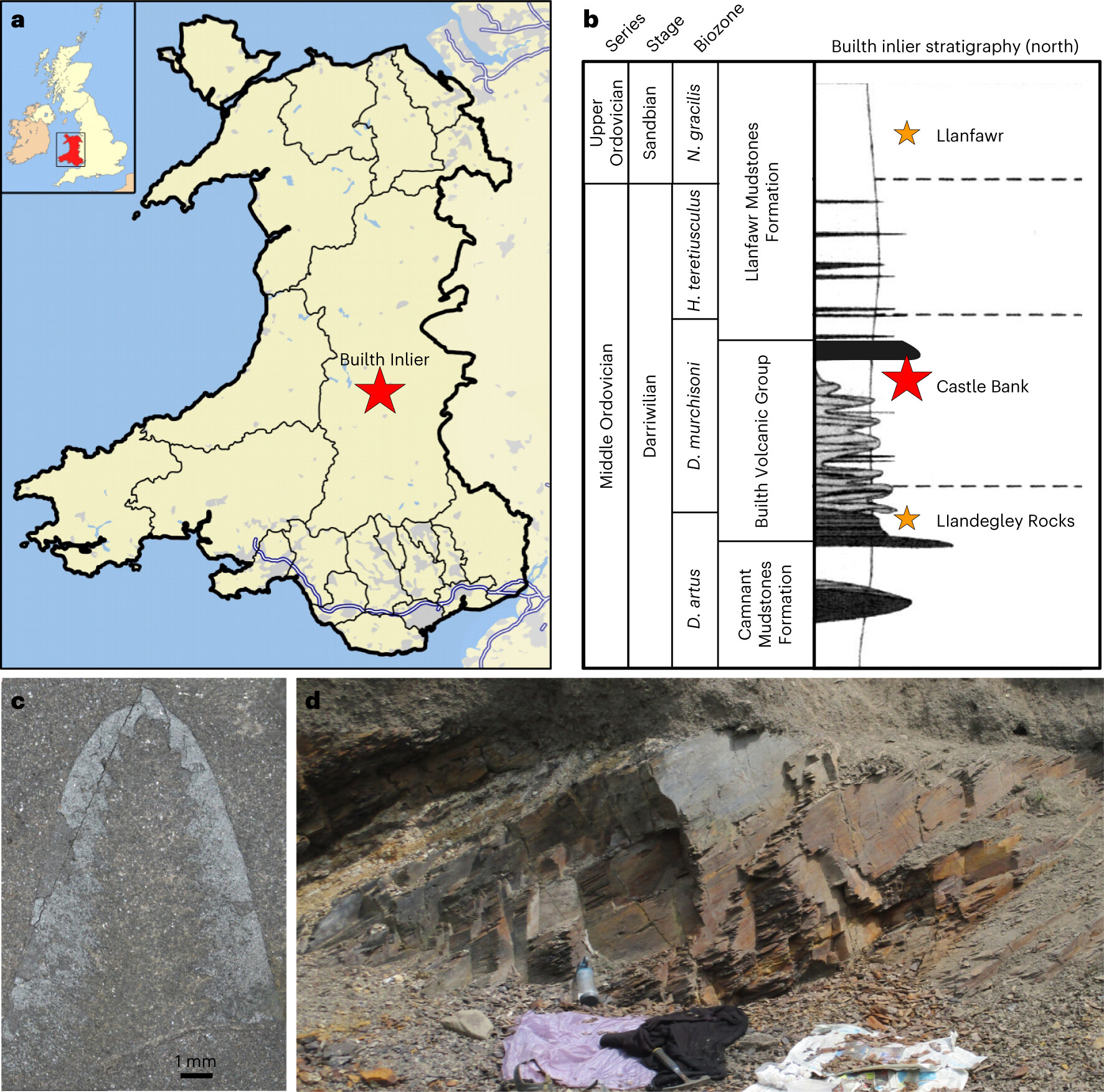 Couple Finds World-Class Fossil Trove in Welsh Field » Explorersweb
