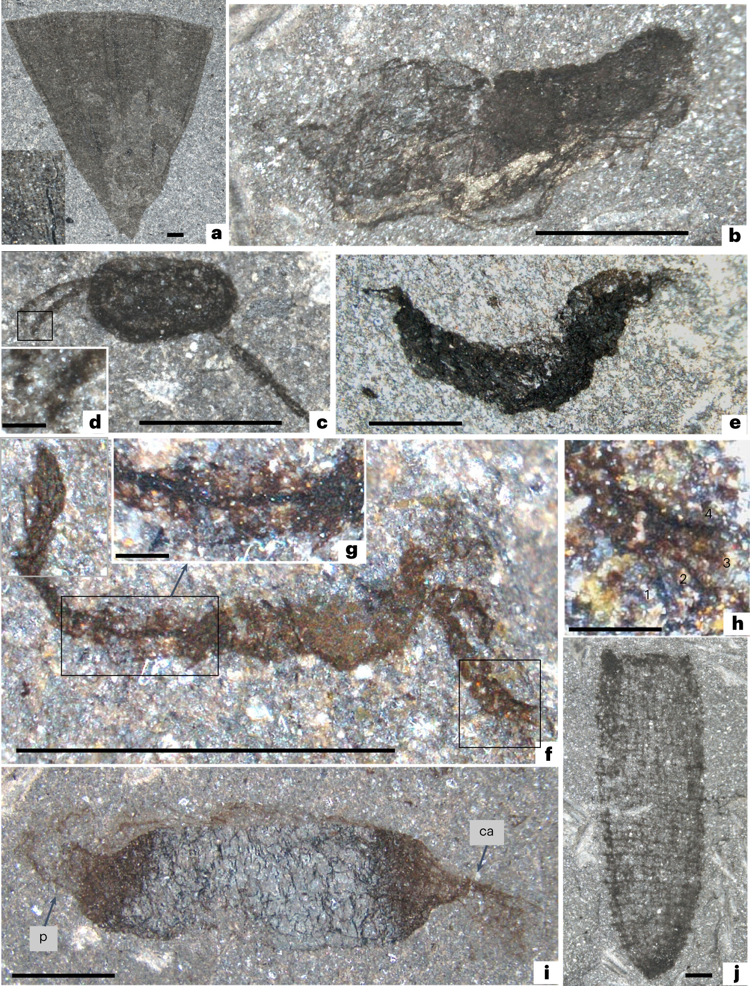 Couple Finds World-Class Fossil Trove in Welsh Field » Explorersweb