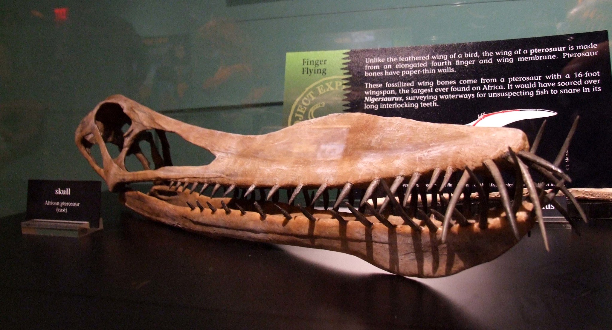 For the Triassic's Flying Lizards, Link to the Air Remains Missing ...