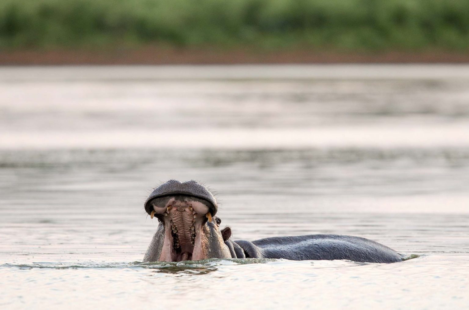 One Dead, 23 Missing After Hippo Hits Boat in Malawi » Explorersweb