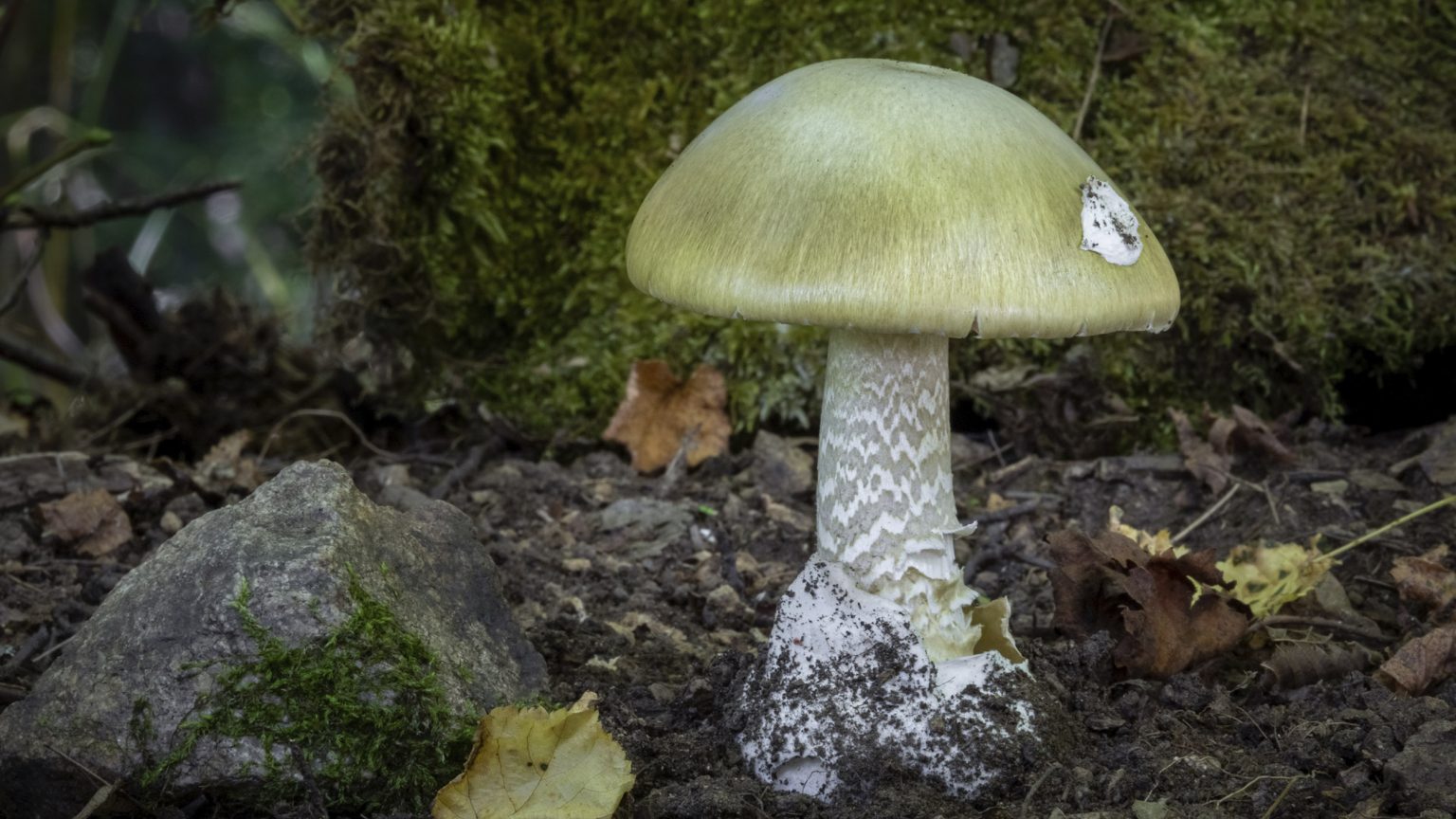 Scientists May Have Found an Antidote to the Death Cap Mushroom ...