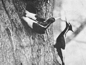 The Extinct Woodpecker That Just Won't Die » Explorersweb