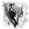The Extinct Woodpecker That Just Won't Die » Explorersweb
