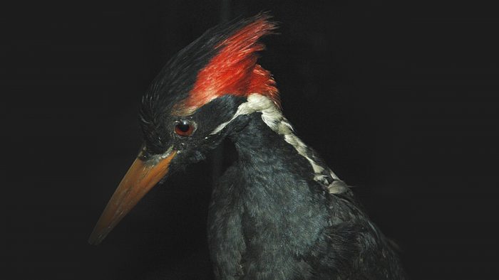 The Extinct Woodpecker That Just Won't Die » Explorersweb