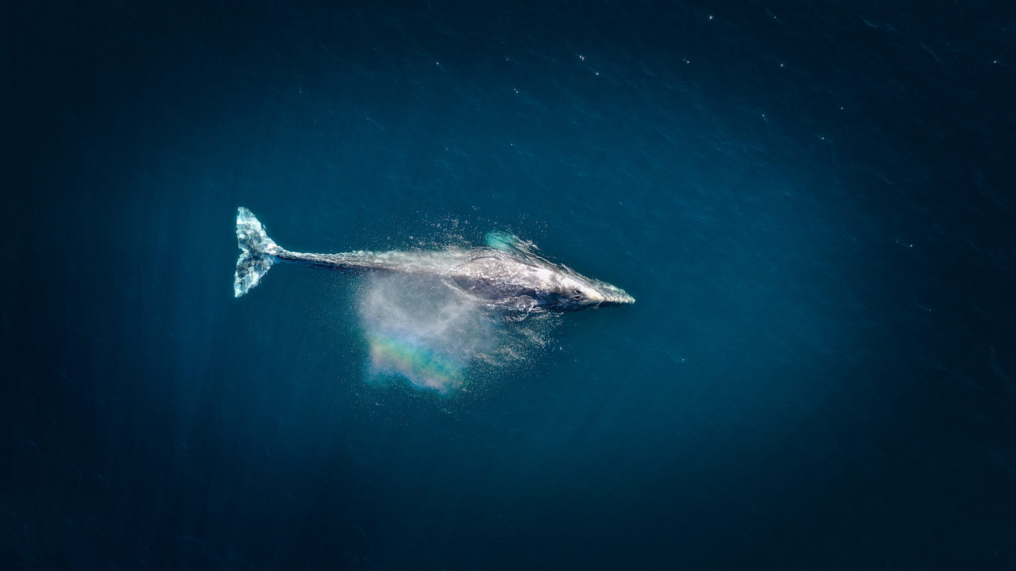 Exploration Mysteries: The World's Loneliest Whale » Explorersweb