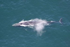 Exploration Mysteries: The World's Loneliest Whale » Explorersweb