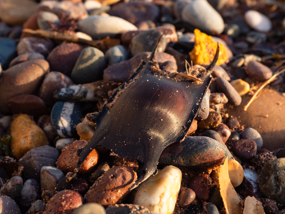 Natural Wonders: Weirdest Animal Eggs » Explorersweb