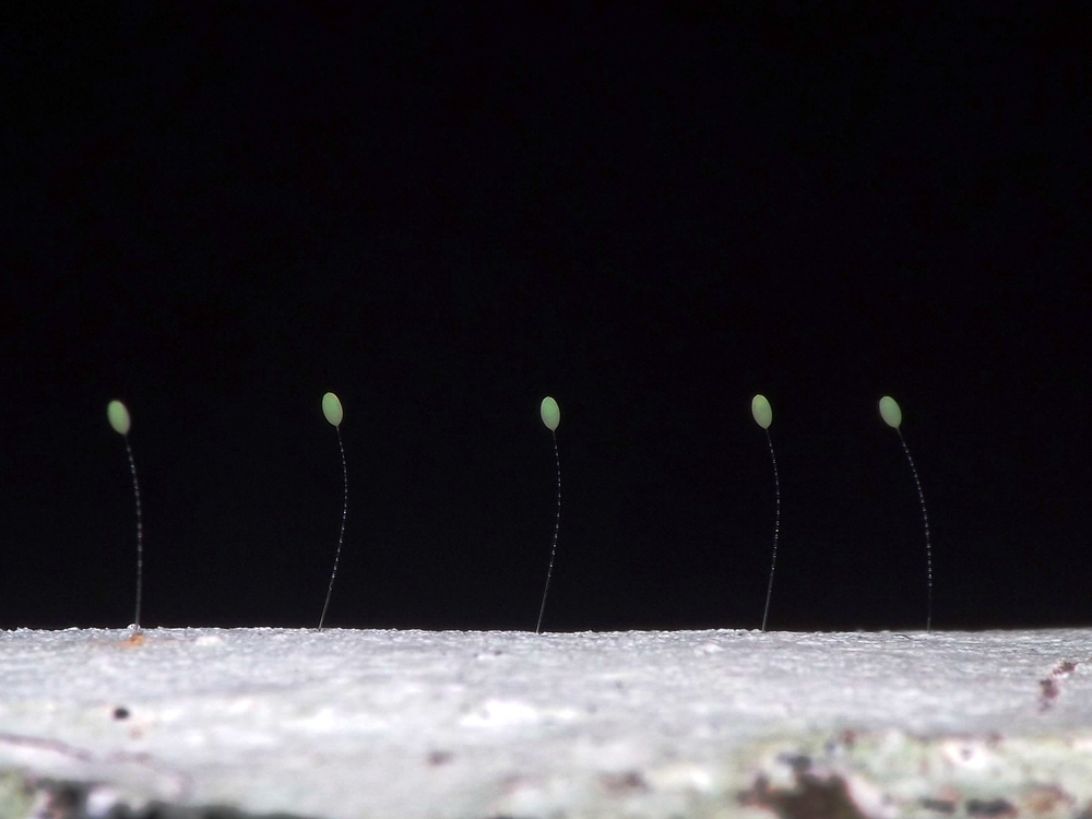 Natural Wonders: Weirdest Animal Eggs » Explorersweb