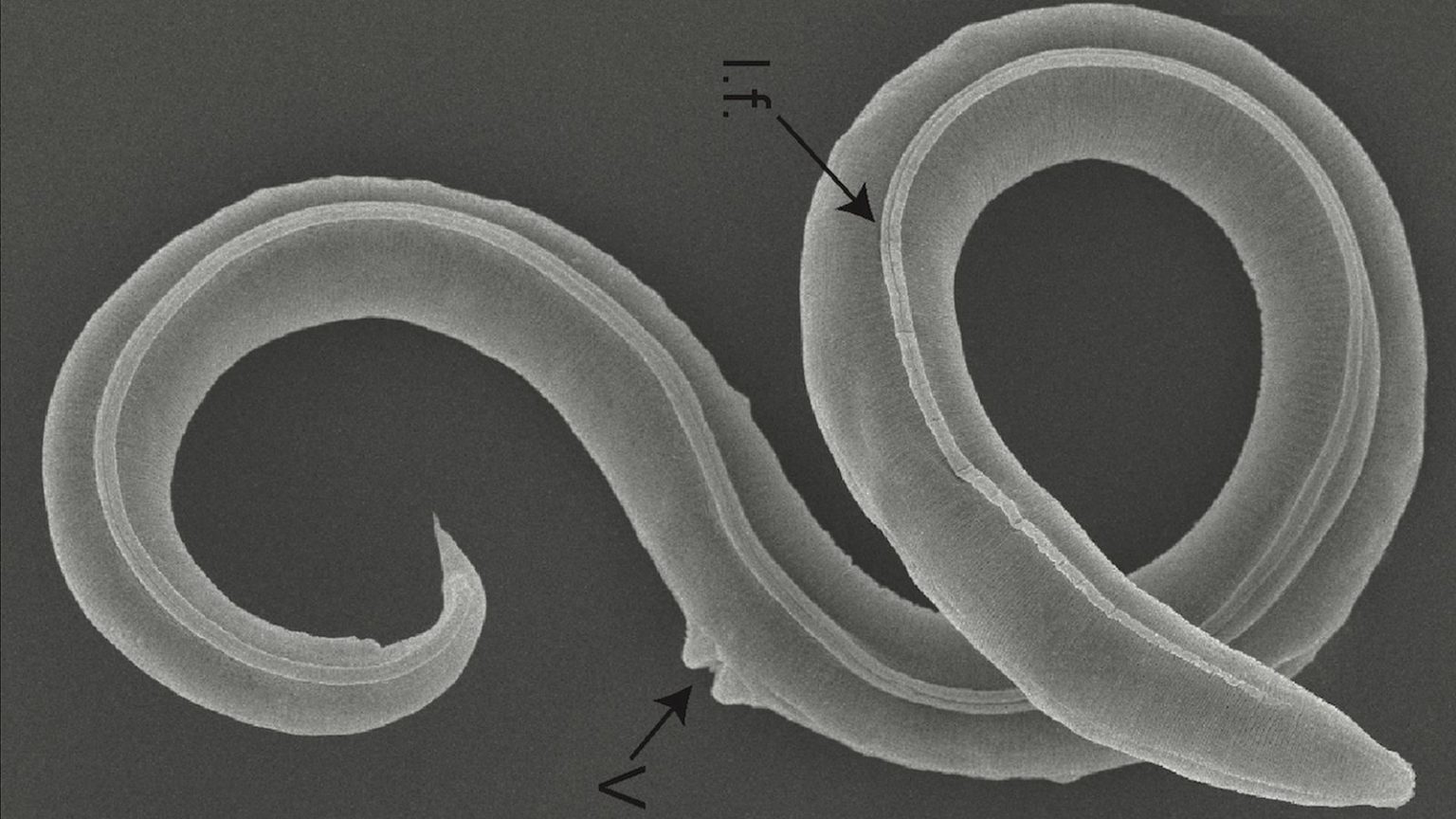 Ancient Worms Revived After 46,000 Years in Siberian Permafrost ...