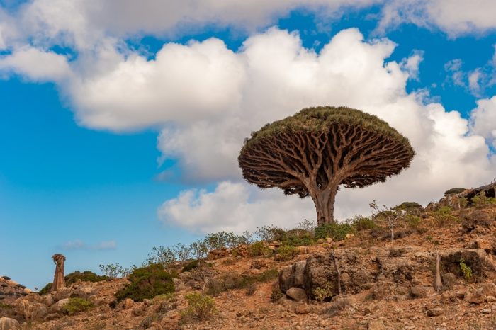 Natural Wonders: Dragon's Blood Trees » Explorersweb