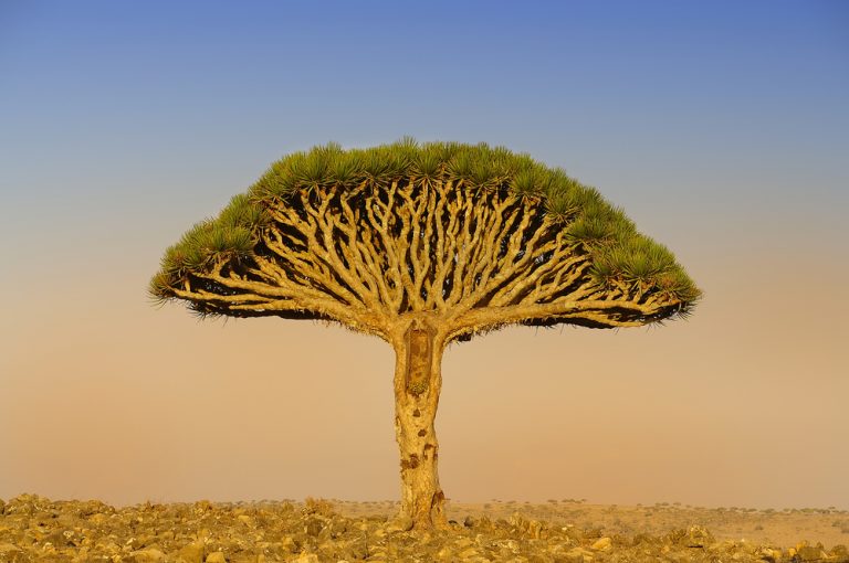 Natural Wonders: Dragon's Blood Trees » Explorersweb