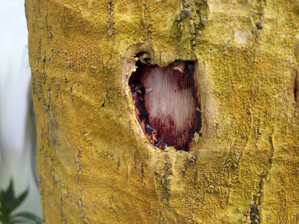 Natural Wonders: Dragon's Blood Trees » Explorersweb