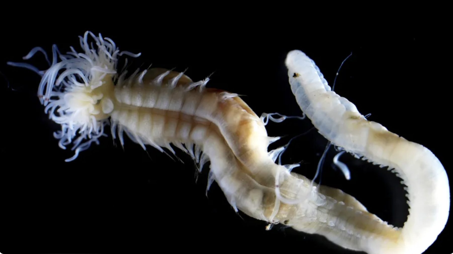 Natural Wonders: World's Weirdest Worms » Explorersweb