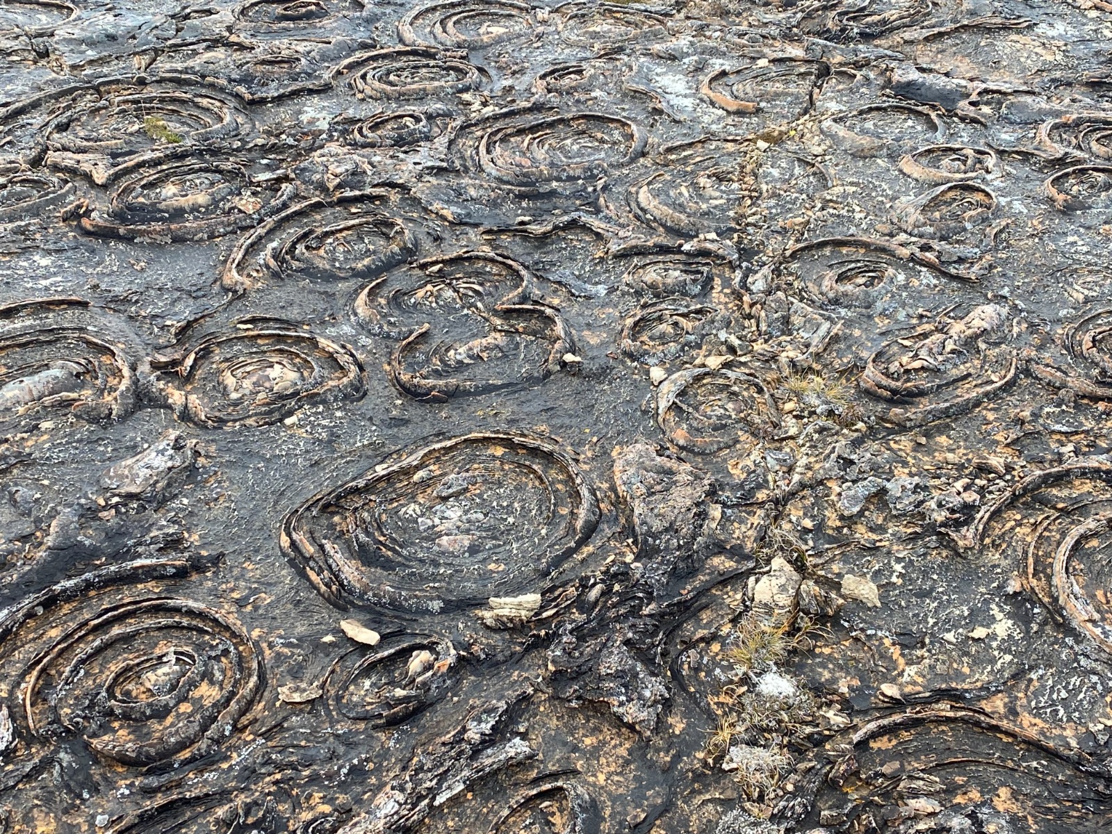 Natural Wonders: Stromatolites » Explorersweb