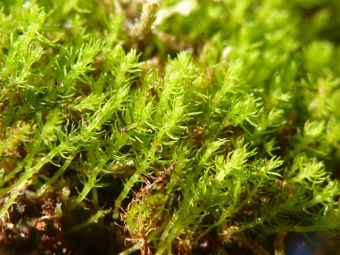 Natural Wonders: The World's Oldest Moss » Explorersweb