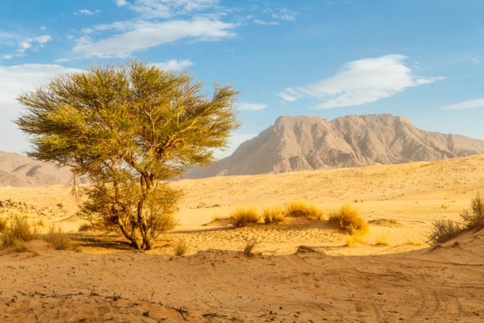 The Sahara Turns Green Every 21,000 Years » Explorersweb