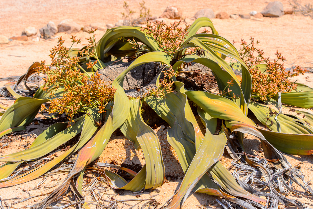 Natural Wonders: Welwitschia » Explorersweb