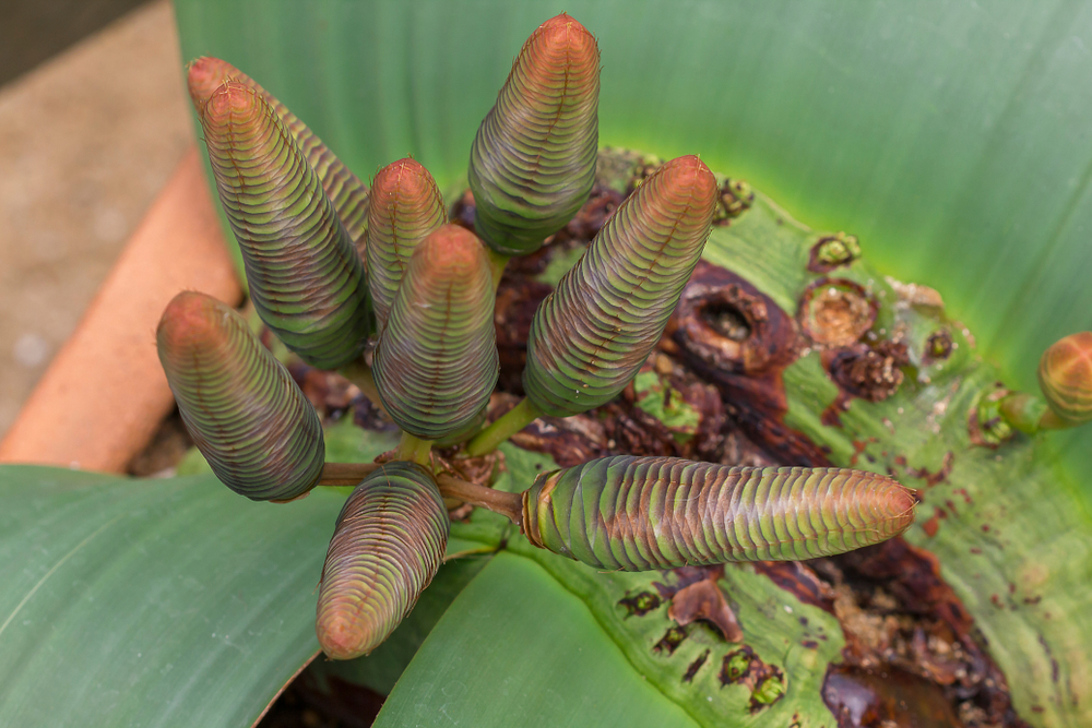 Natural Wonders: Welwitschia » Explorersweb